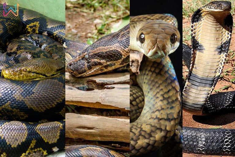 Top 10 Biggest Snakes in the World 2025 – Lifestyle Net Worth