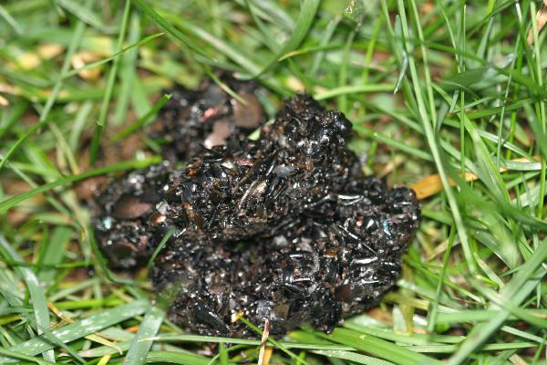 What Does Skunk Poop Look Like? Simple Ways to Recognize It