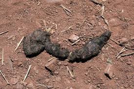 What Does Coyote Scat Look Like? Your Ultimate 2025 Global Guide to ...